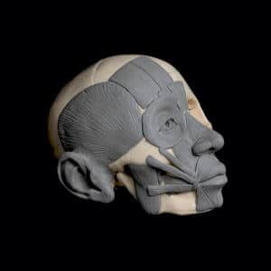 Anatomy of the Face – Vitruvian Fine Art Studio