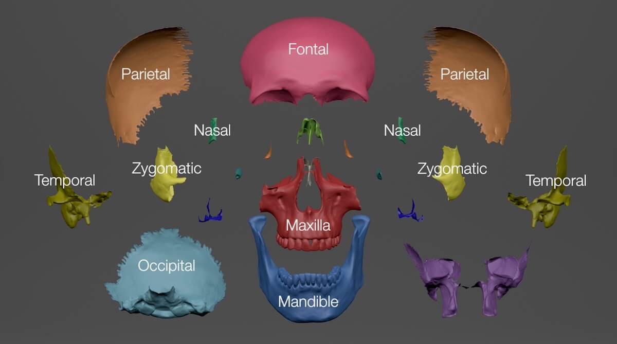 Anatomy of the Face – Vitruvian Fine Art Studio